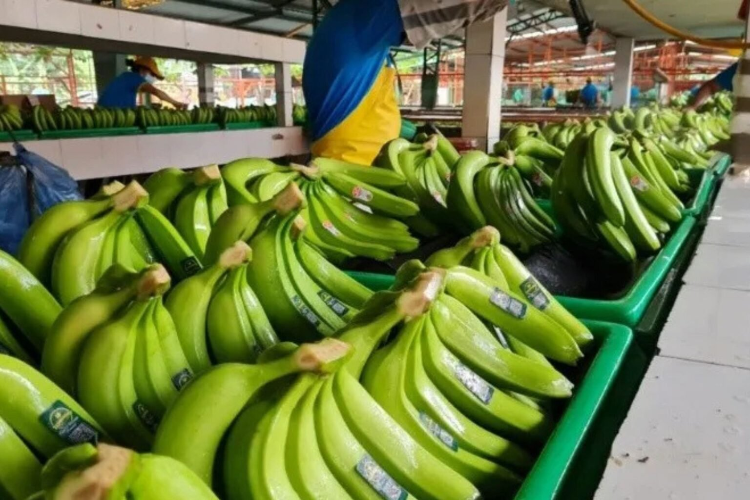 Exportadora Bananera Noboa salda USD 95 millones con el SRI – Centro TV ...